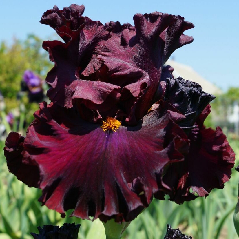 Ирис Íris Cardinal Rule - купить саженцы в интернет-магазине